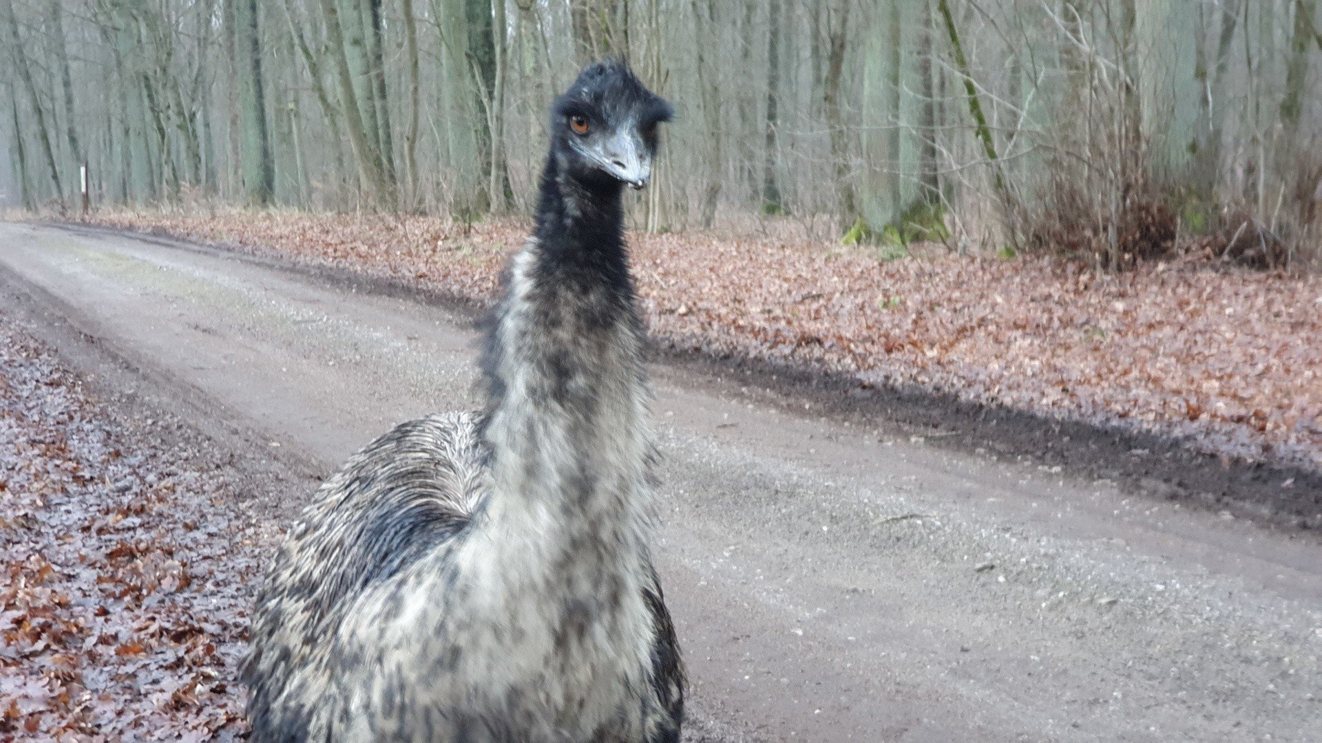 Emu, czyli wielki ptak, jakby nigdy nic spaceruje po lesie. Można go ...