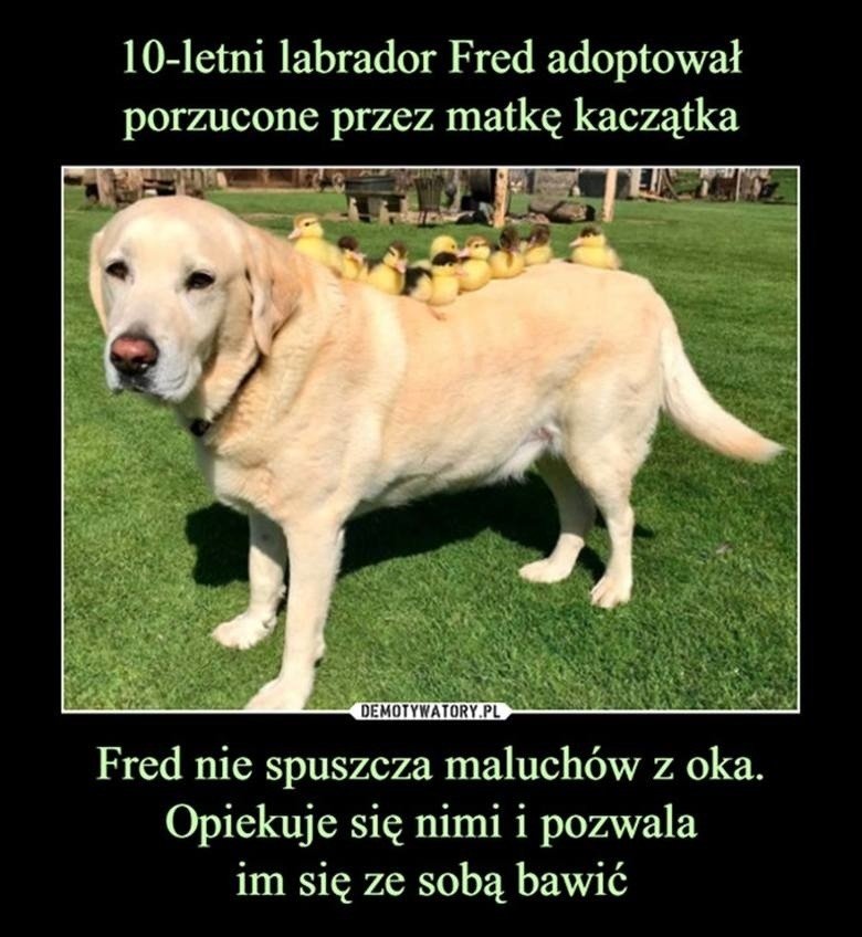 Memy o psach. Najbardziej kochane stworzenia na świecie - nasze pieski ...