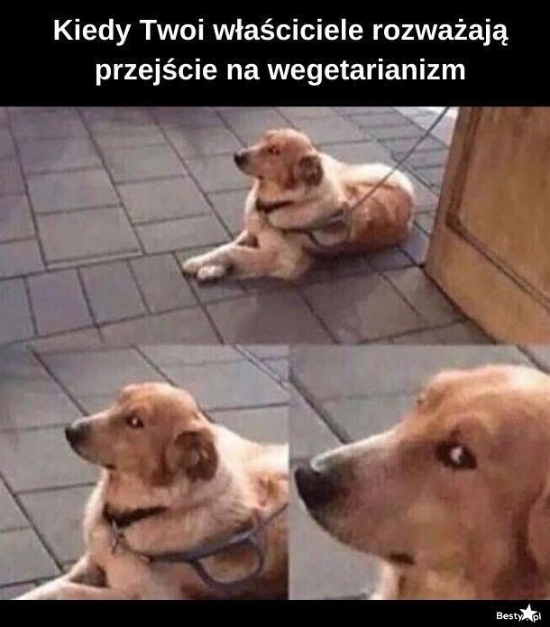 To są najlepsze MEMY o psach! Te słodkie obrazki rozbawią Cię do łez ...