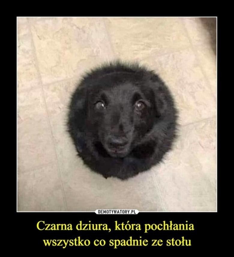 Najlepsze memy o psach, jakie widział internet | Gazeta Współczesna