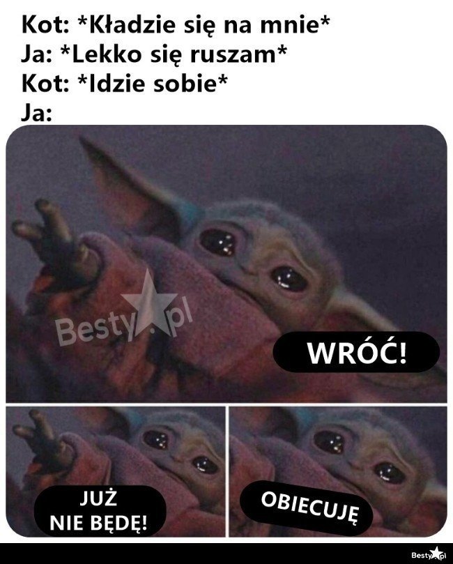 Najśmieszniejsze memy o kotach | Kurier Lubelski