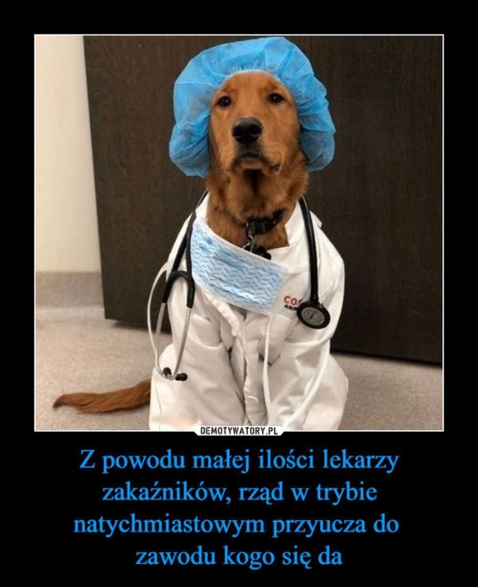 Memy o psach. Najbardziej kochane stworzenia na świecie - nasze pieski ...