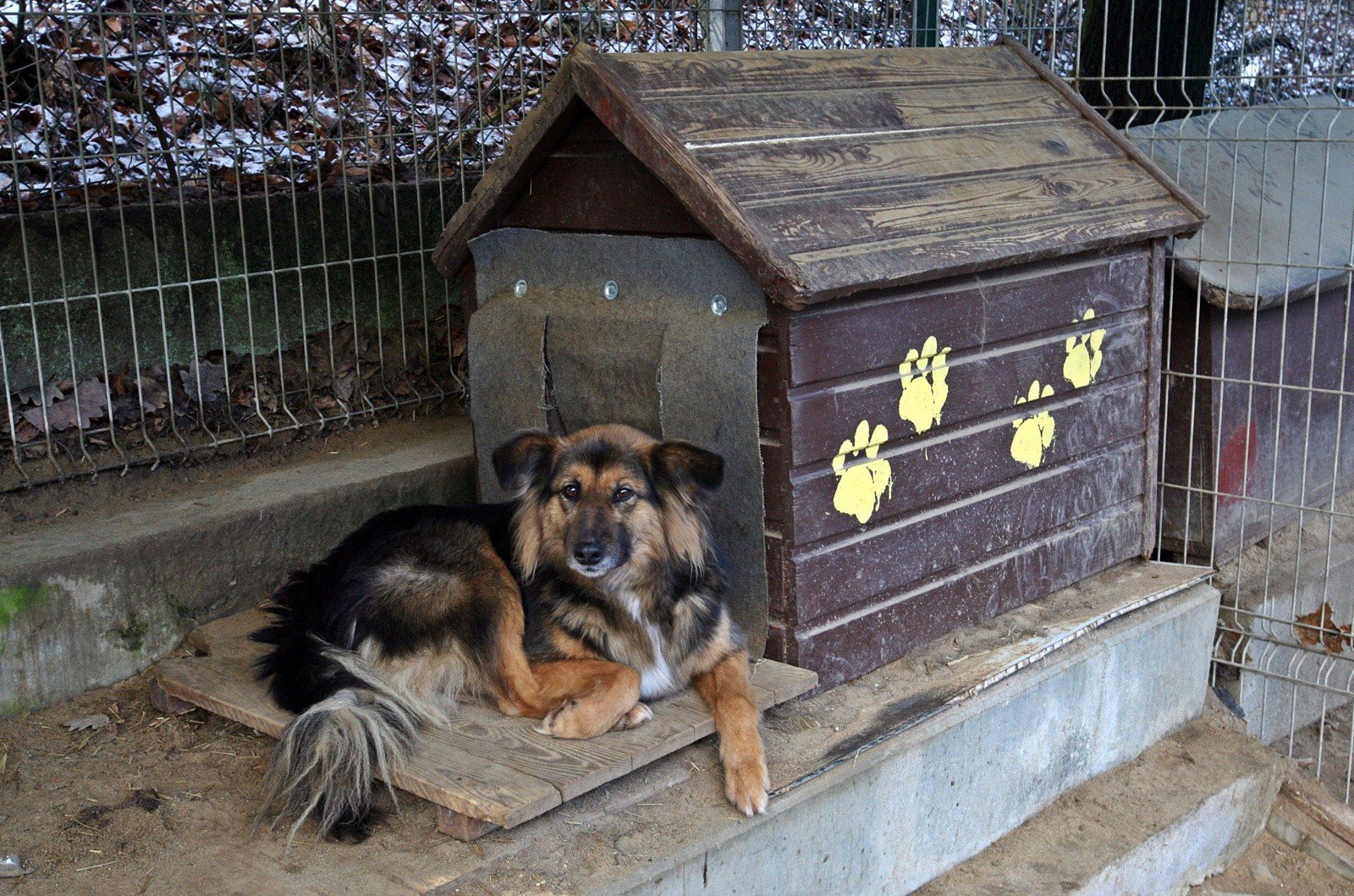 OTOZ Animals zbiera fundusze na budy dla psów. "Są potrzebne, by ...