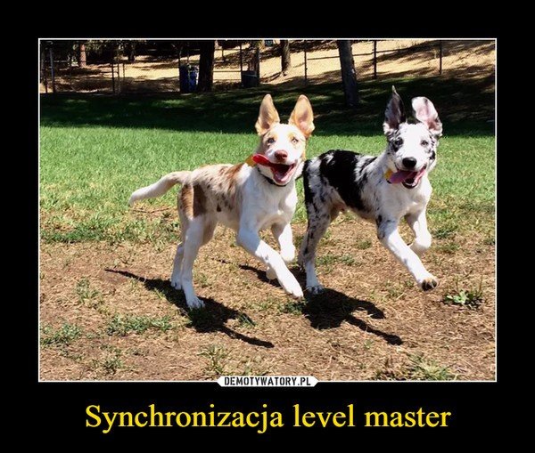 Memy o psach poprawią ci humor! Najlepszy przyjaciel człowieka z ...