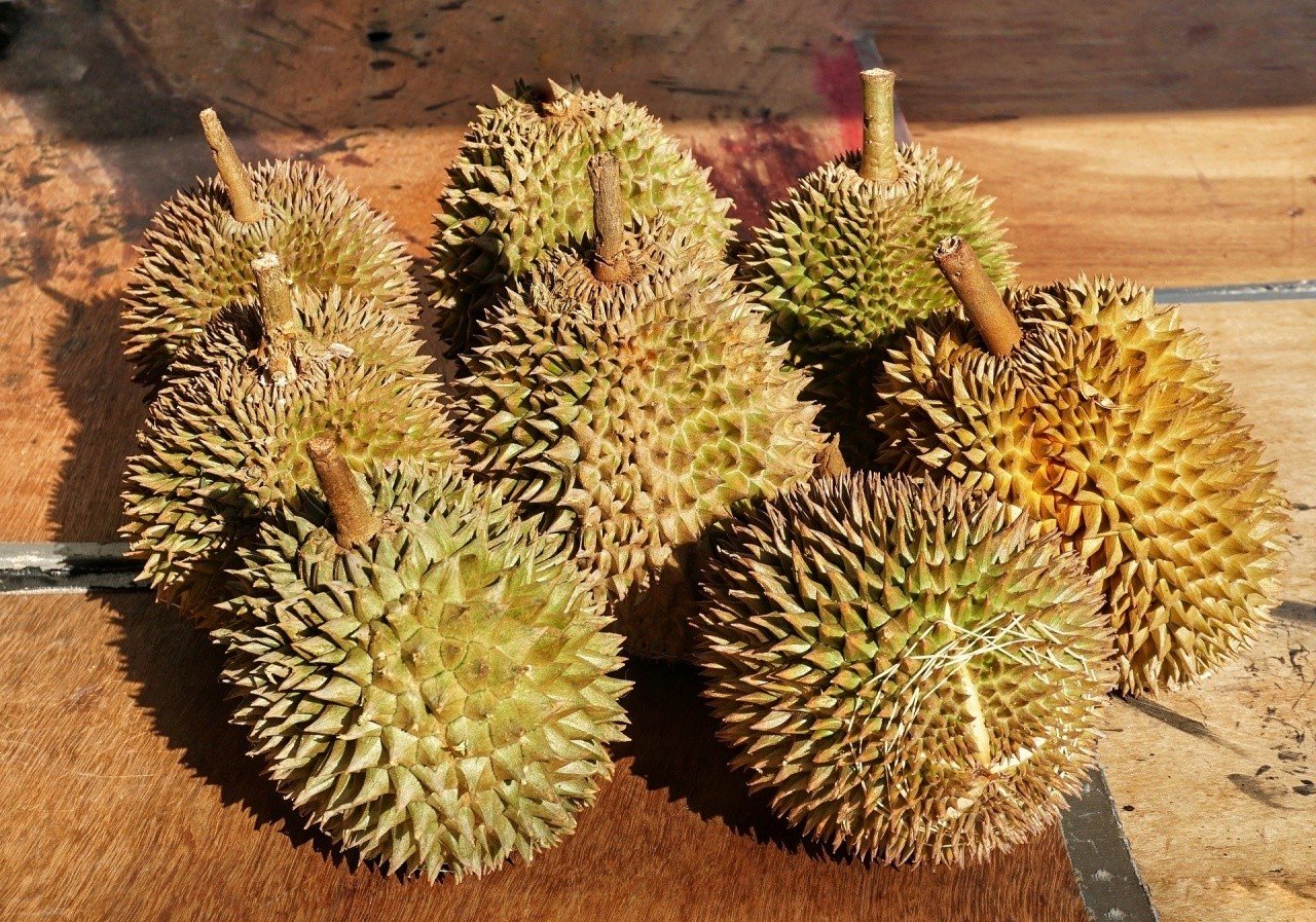 Durian – najbardziej śmierdzący owoc świata. Jakie ma właściwości i jak ...
