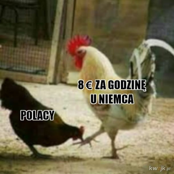Oto najlepsze memy o Polsce i Polakach. Trzeba przyznać, że Polacy mają ...
