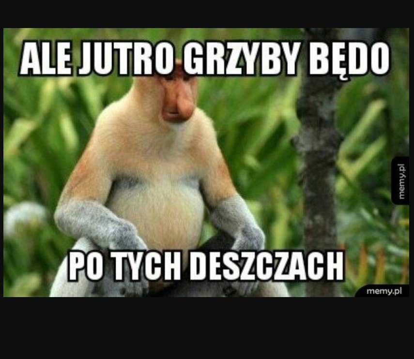 MEMY grzybobranie | Express Ilustrowany