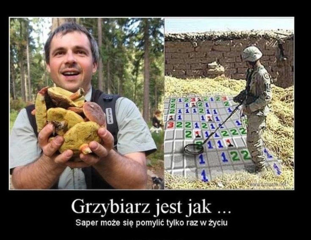 MEMY grzybobranie | Express Ilustrowany