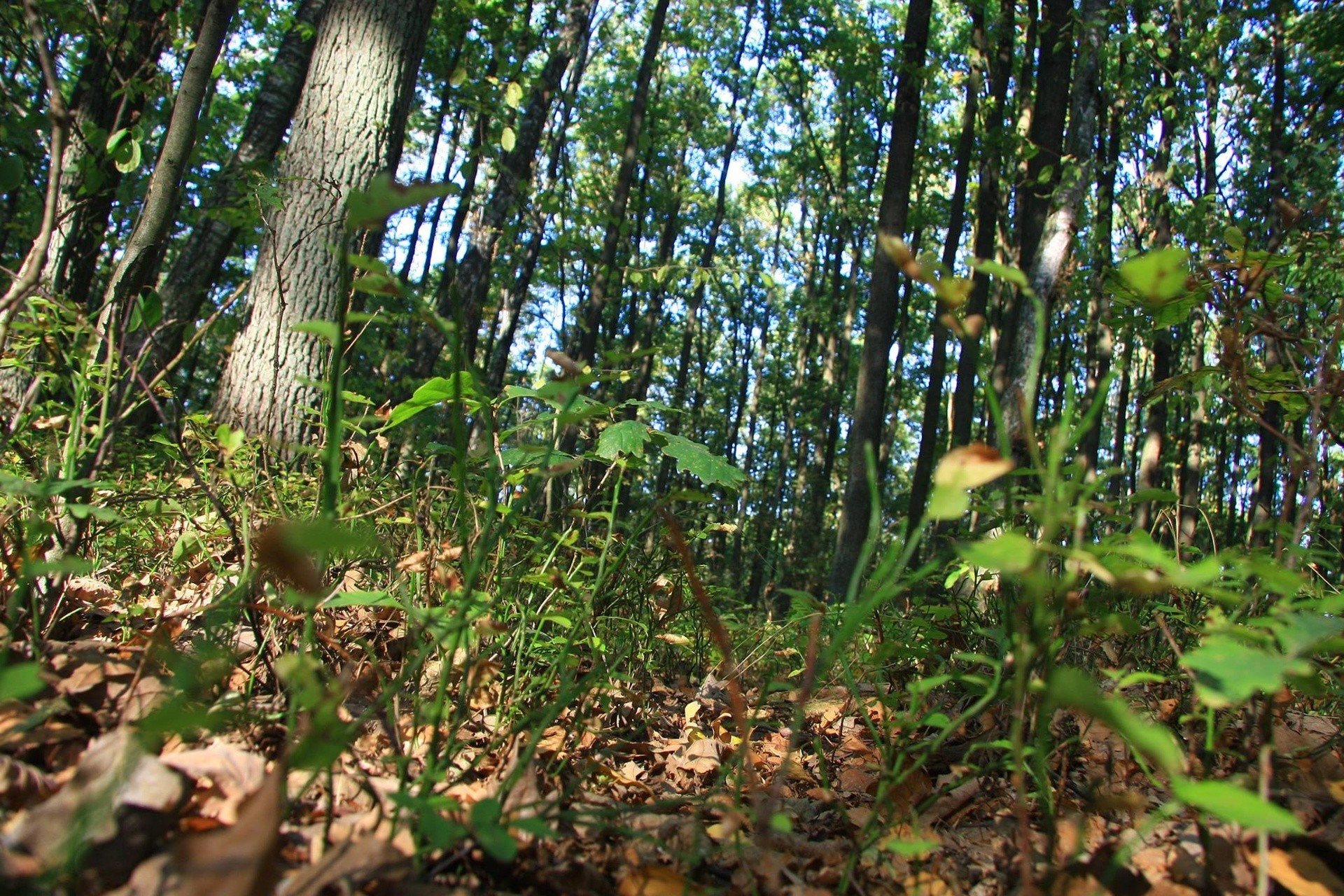 Zielona Łódź. Spacer po Lesie Łagiewnickim | Dziennik Łódzki