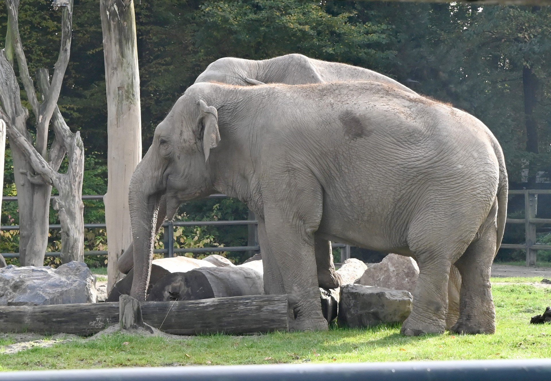 Jesień w krakowskim zoo w Lesie Wolskim - kolorowa i pracowita w tym ...