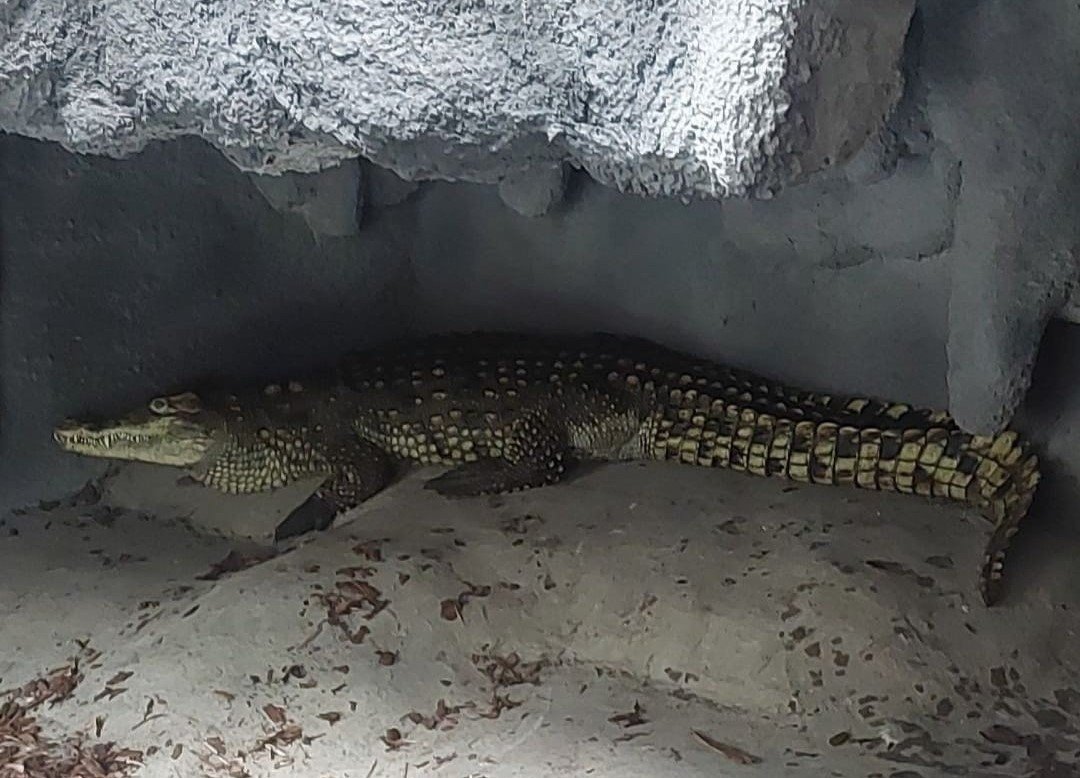 Krokodyl nilowy Ancalagon trafił do zoo w Poznania. Jego życiu ...