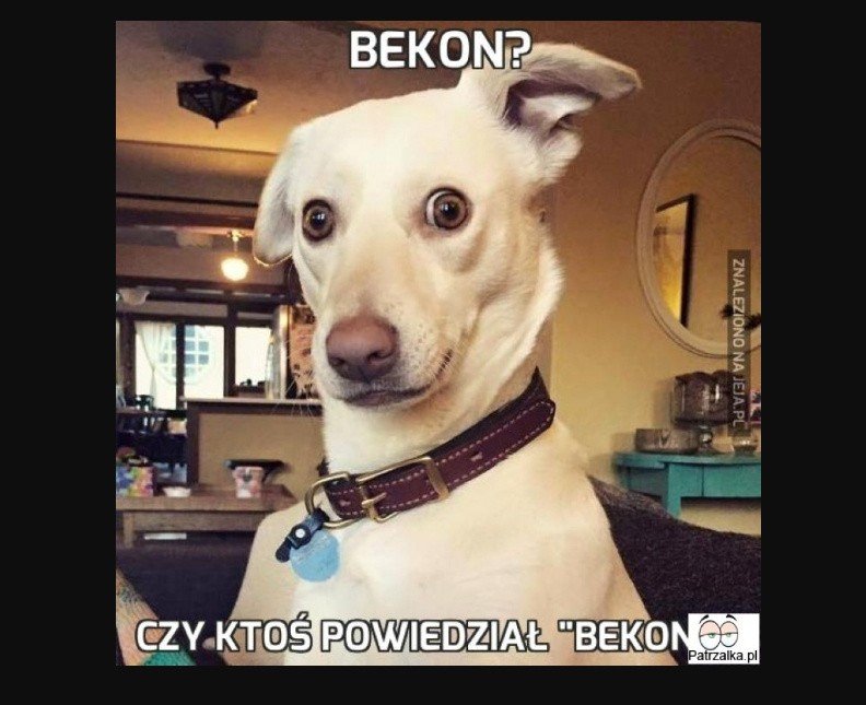 Oto psiaki, kociaki i inne zwierzaki, czyli wspaniałe MEMY ze ...