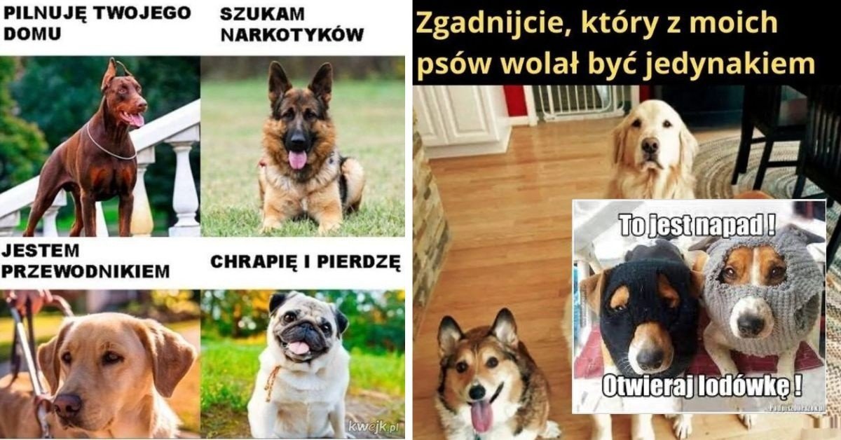 Dzień Psa w Polsce. Zobacz najfajniejsze Memy o psach. Można pęknąć ze ...