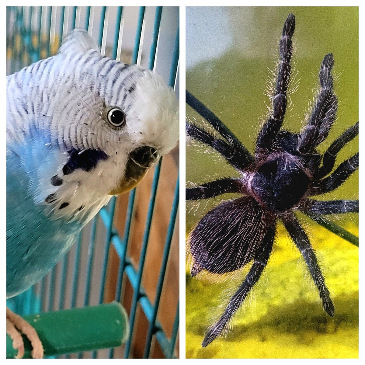Podopieczni egzotarium w lubelskim schronisku dla bezdomnych zwierząt ...
