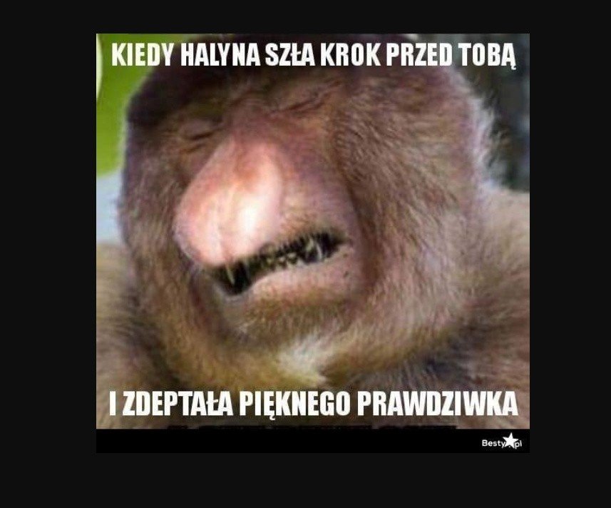 MEMY grzybobranie | Express Ilustrowany