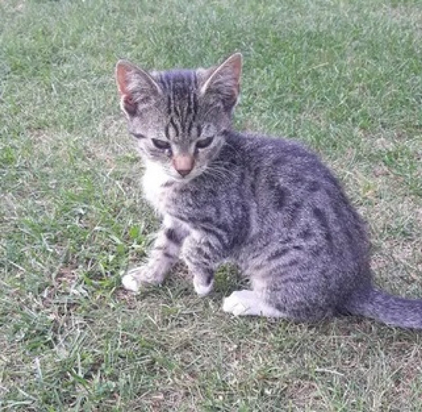 Pomorskie. Cudowne zwierzaki do oddania za darmo na OLX. Może Ty je ...