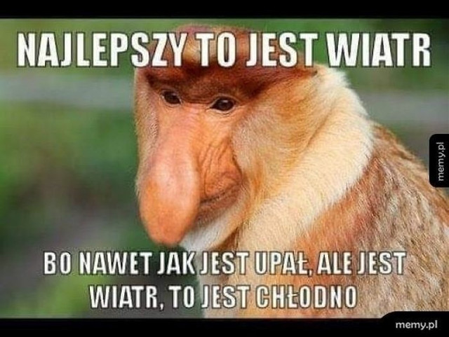 Nosacz To Ulubieniec Ale I Symbol Polak w Zobacz Memy W Kt rym Zoo