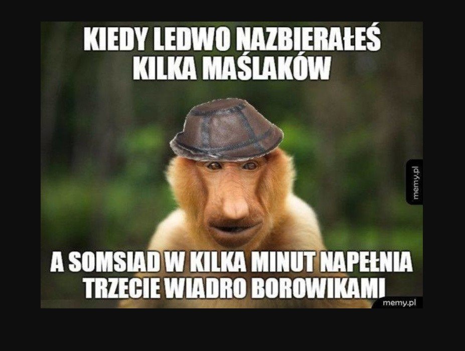MEMY grzybobranie | Express Ilustrowany