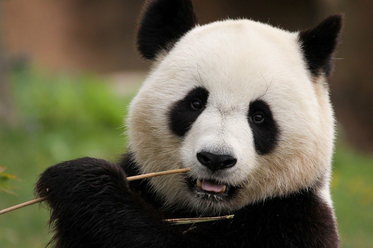 Nie żyje Tan Tan, czyli najstarsza panda w Japonii. Władze zoo planują ...