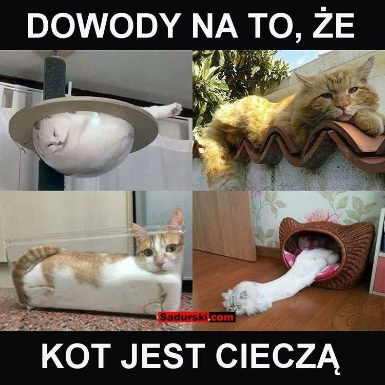 Najśmieszniejsze MEMY o kotach | Głos Szczeciński