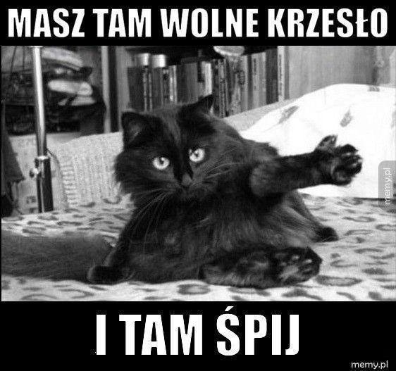 Najlepsze memy o czarnym kocie. 17 listopada jest jego dzień ...