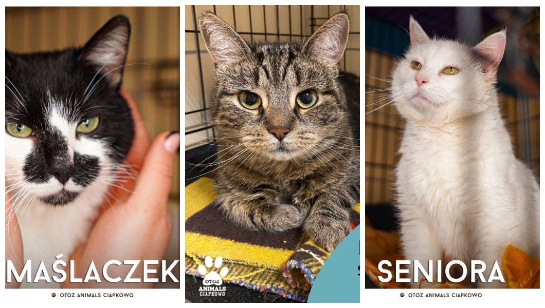 Koty do adopcji w Gdyni. Kilkadziesiąt zwierzaków w Ciapkowie czeka na ...