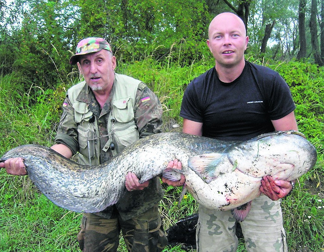 Sum gigant ma 178 cm długości! Złowiony i wypuszczony w Odrze [ZDJĘCIA ...