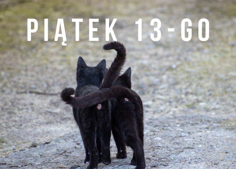 Piątek trzynastego, to już dziś. Zobacz najzabawniejsze MEMY. W ten ...