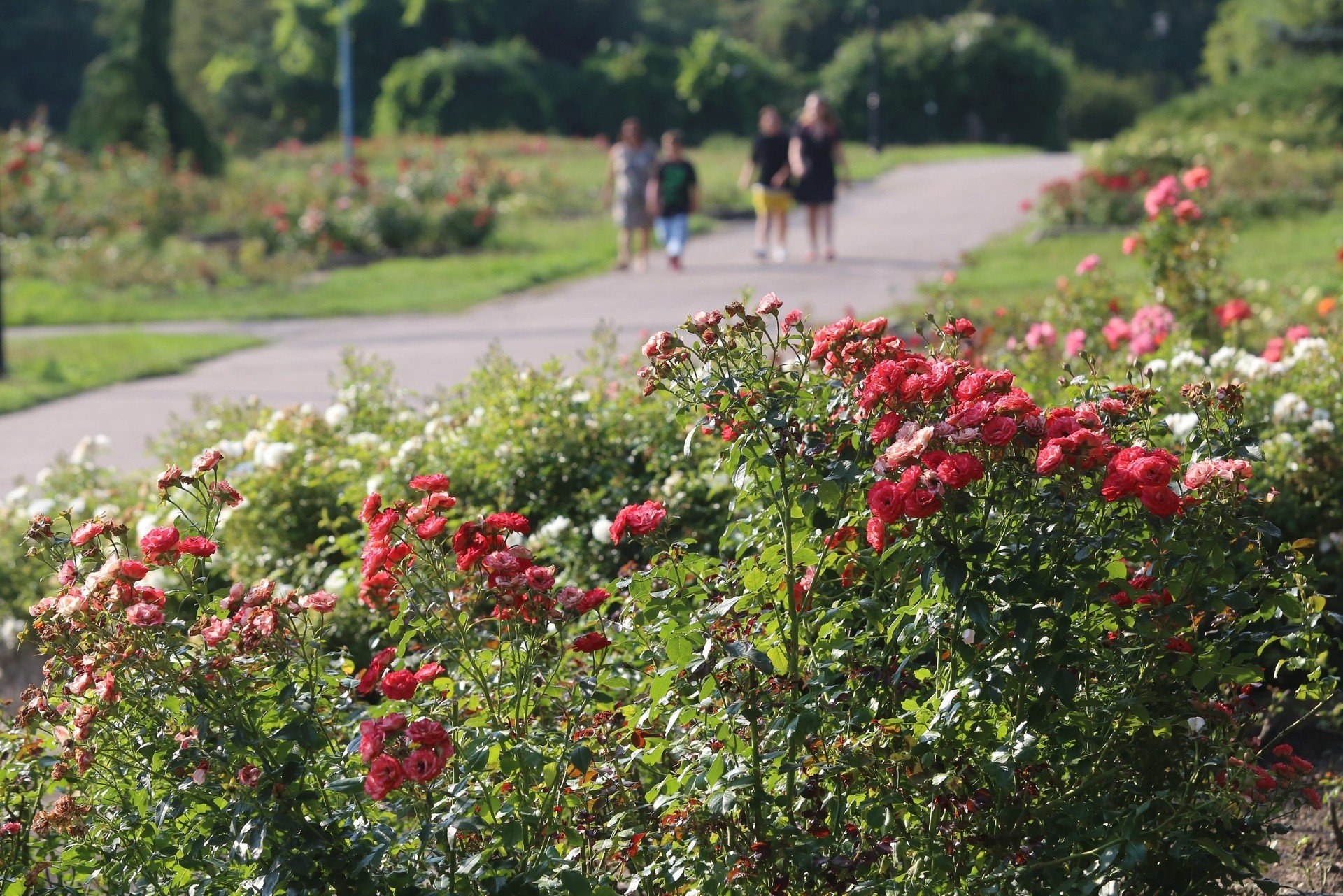 Rosarium w Parku Śląskim wygląda zachwycająco! Byliście tam już tego ...