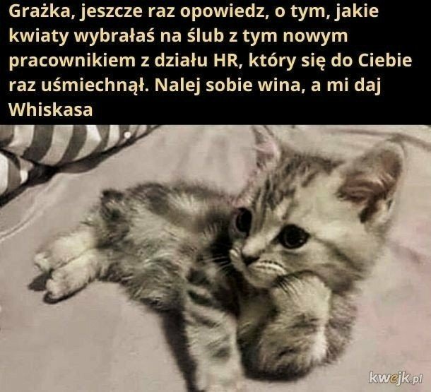 Oto najlepsze memy o kotach. Kocie łakocie - gdzie kocia saszeta??? Te ...