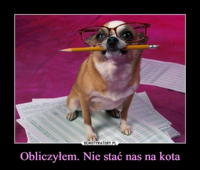 Najlepsze memy o psach | Kurier Poranny