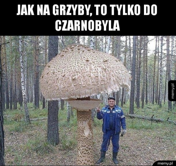 Najśmieszniejsze MEMY o grzybiarzach! Najweselsze MEMY o grzybiarzach ...