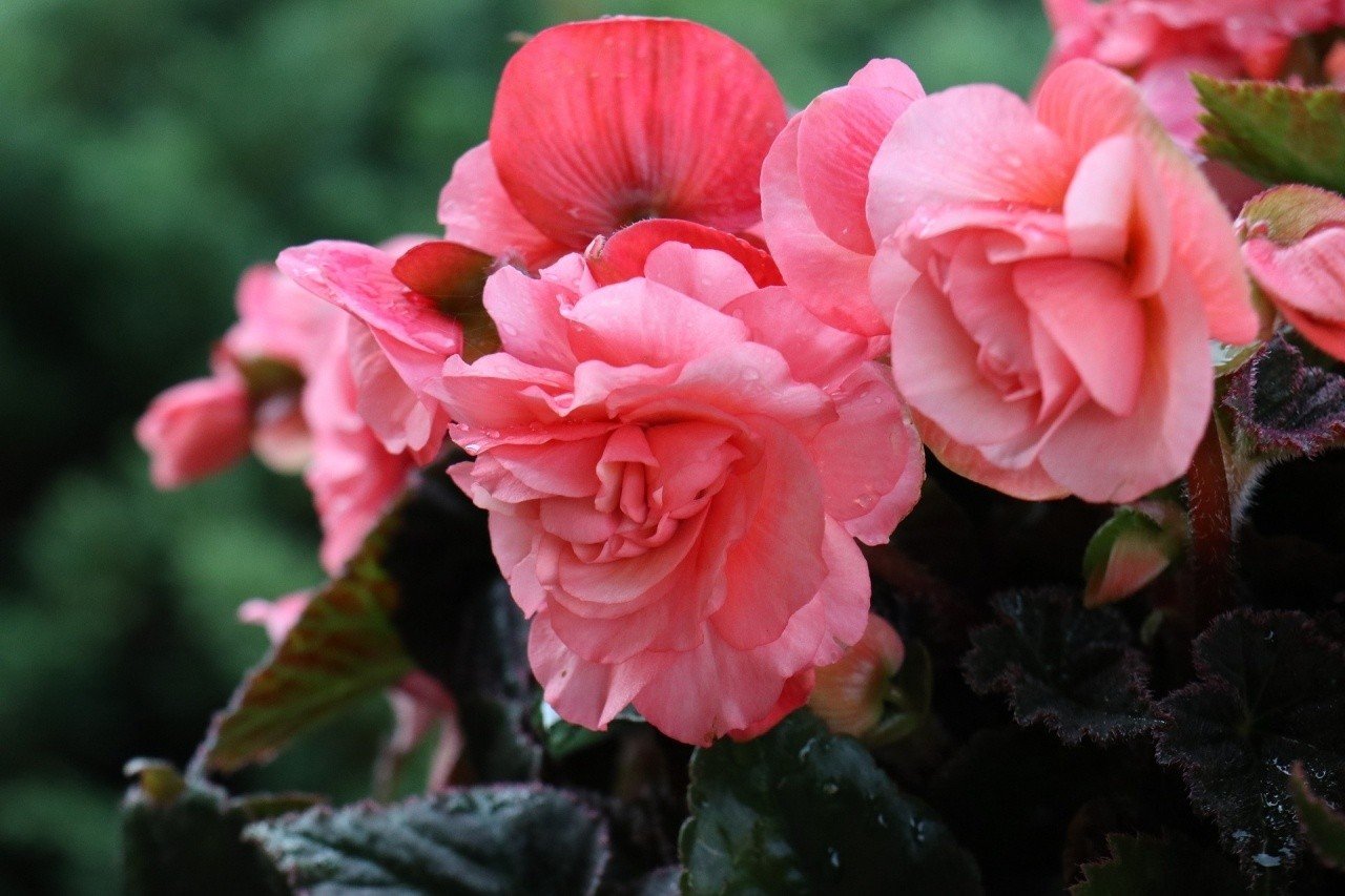 Begonia bulwiasta: uprawa i rozmnażanie. Sprawdź, kiedy i jak siać i ...