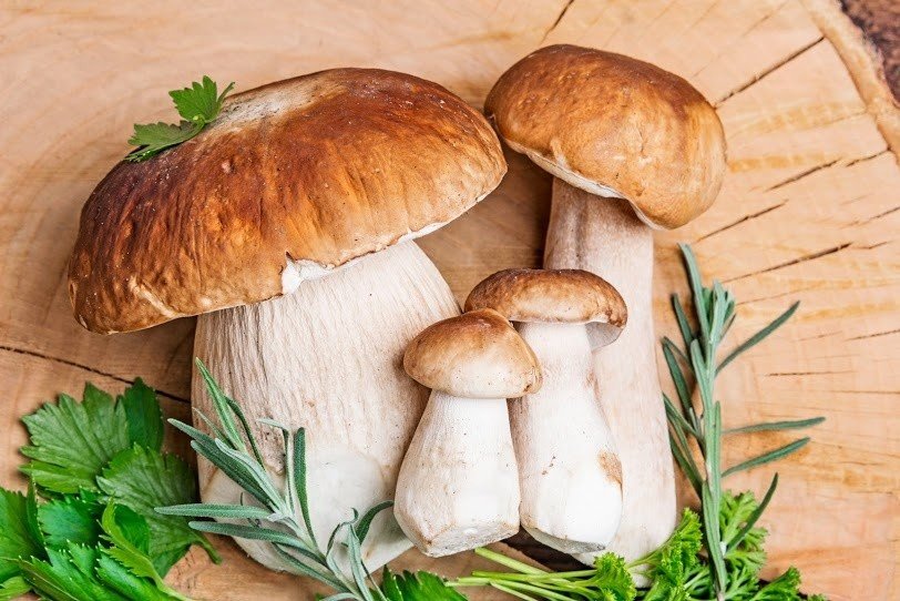 Atlas grzybów. Podpowiadamy, które grzyby zbierać! | Gazeta Lubuska
