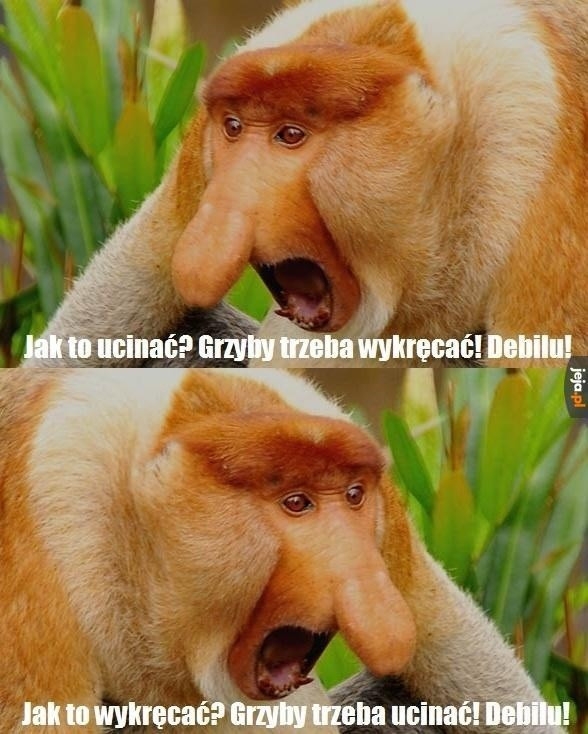 Najlepszy memy o grzybiarzach i grzybobraniu! | Dziennik Zachodni