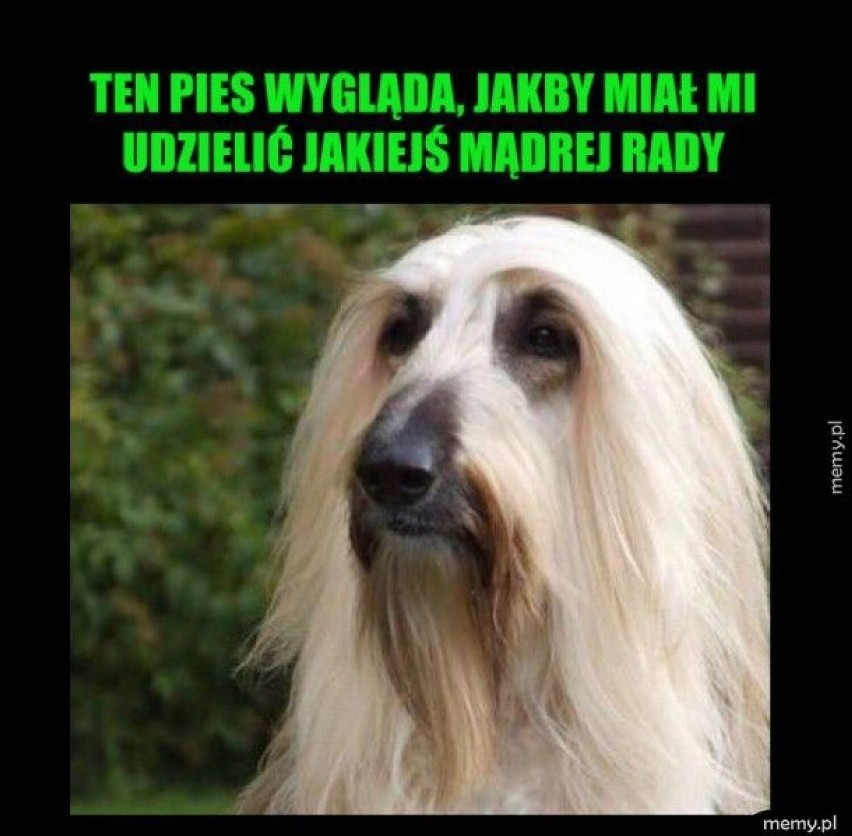 To są najlepsze MEMY o psach! Te słodkie obrazki rozbawią Cię do łez ...