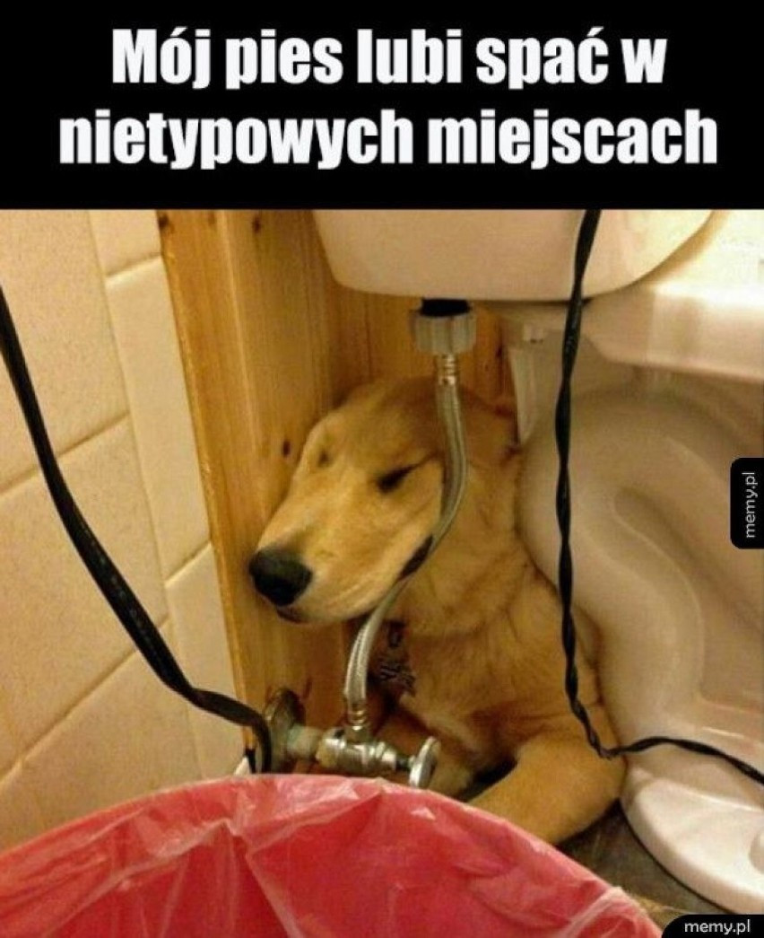 To są najlepsze MEMY o psach! Te słodkie obrazki rozbawią Cię do łez ...