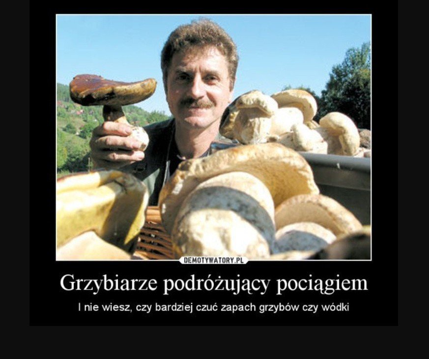 MEMY grzybobranie | Express Ilustrowany