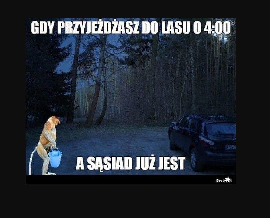 MEMY grzybobranie | Express Ilustrowany