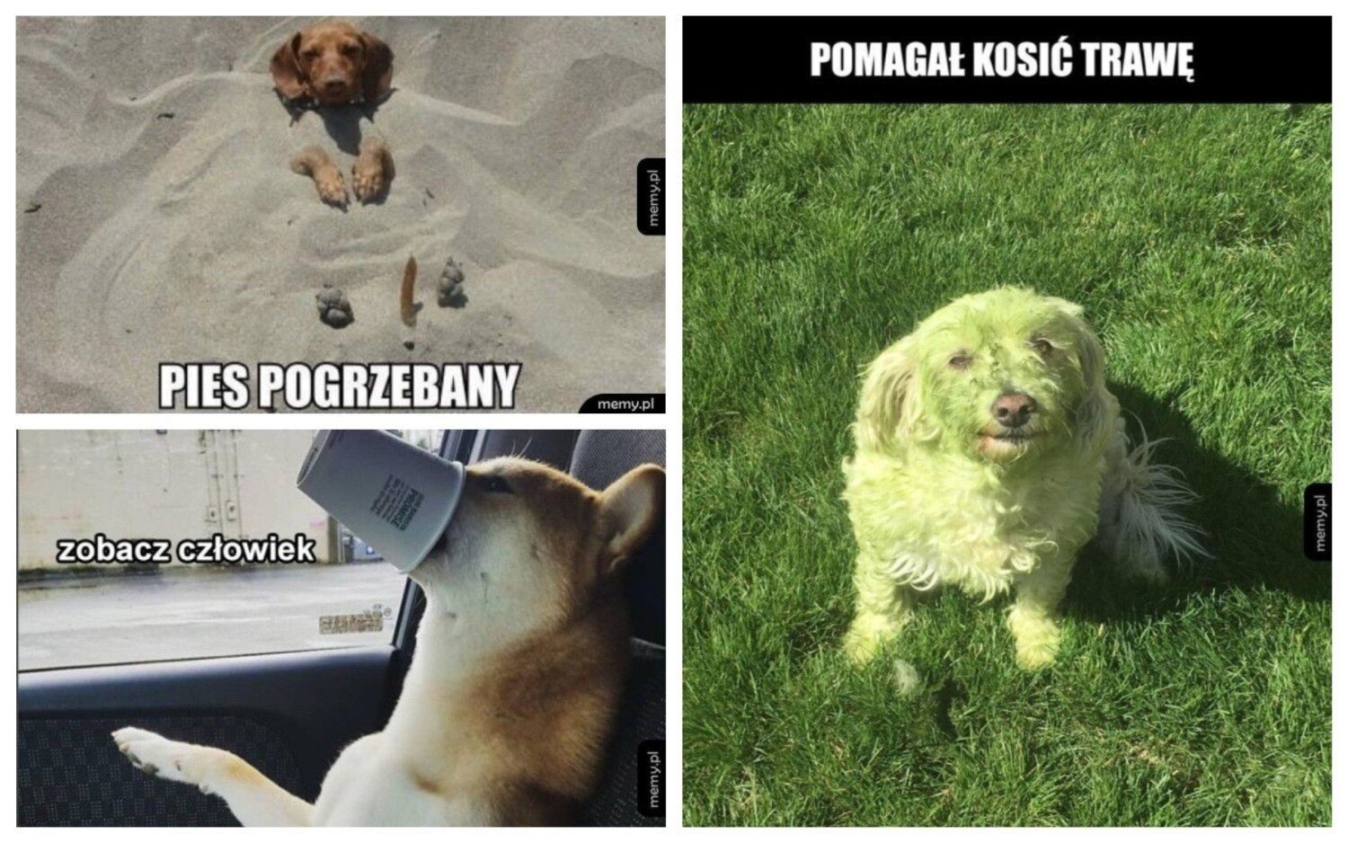 Najlepsze memy o psach, jakie widział internet | Gazeta Lubuska