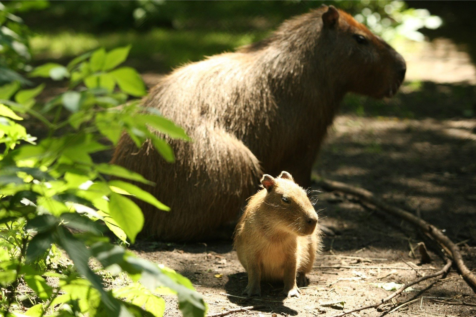 W krakowskim ZOO na wybieg wyszły maluchy! Nowości dla ptaków i małp ...