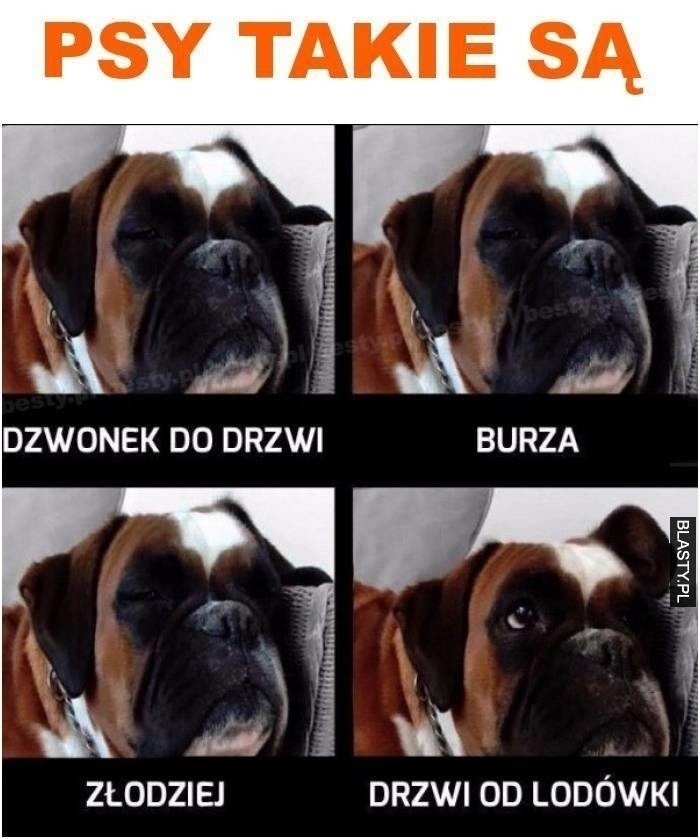 To są najlepsze MEMY o psach! Te słodkie obrazki rozbawią Cię do łez ...
