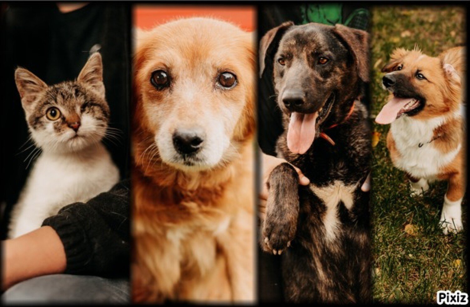 Szukamy domu dla bezdomnych czworonogów ze schroniska Funny Pets w ...
