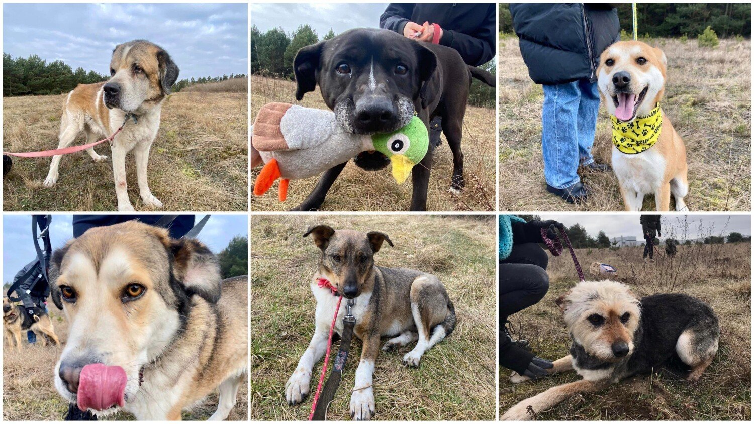 Brodnica. Te psy ze schroniska Reksio w Brodnicy są dostępne do adopcji ...