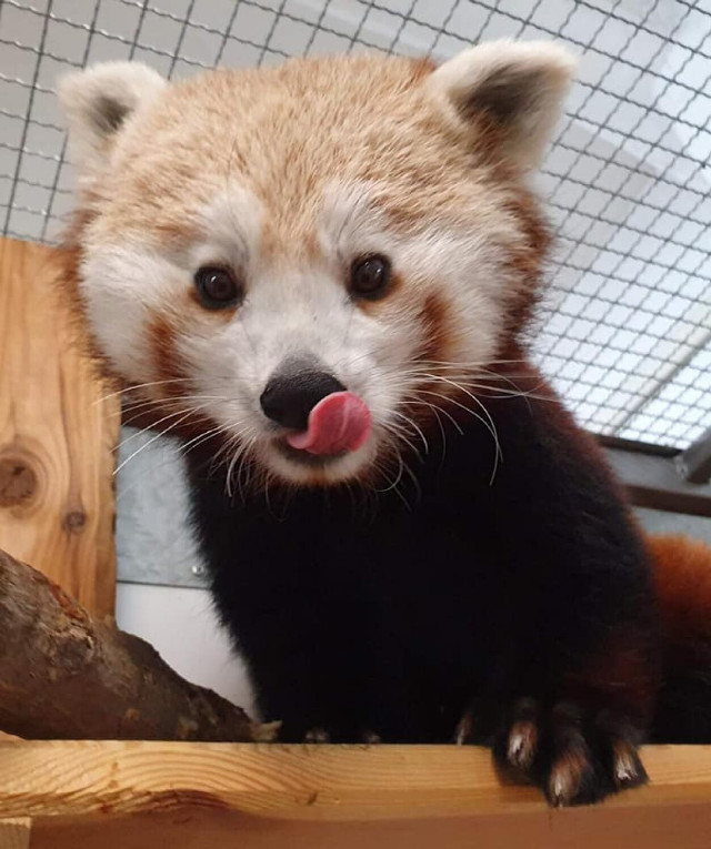 Warszawskie ZOO ma nową mieszkankę. To urocza panda ruda. "Jest ...