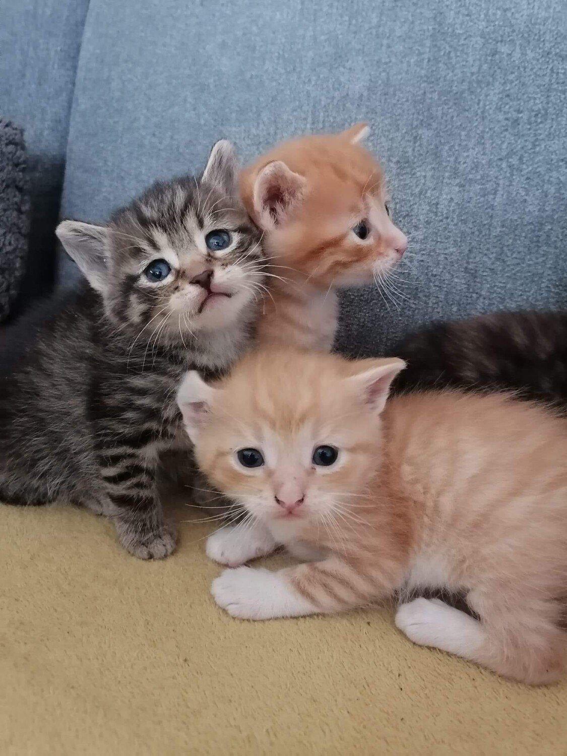 Małe kotki do adopcji. Ktoś chętny? To może być miłość od pierwszego ...