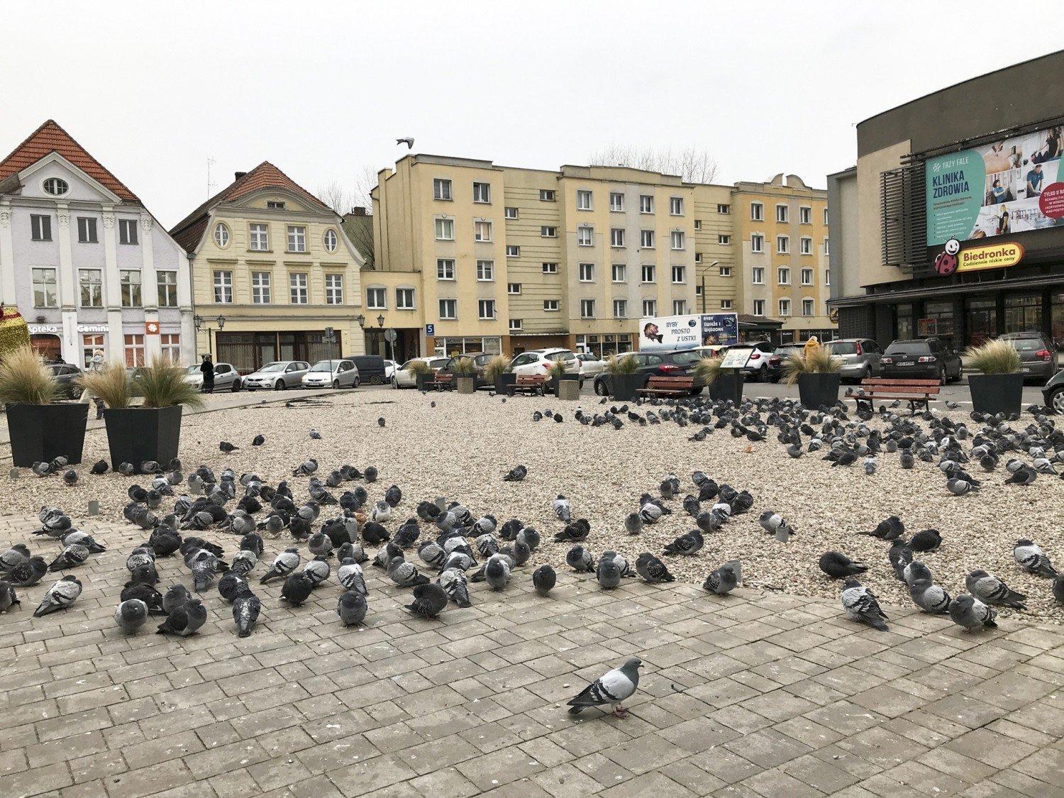 Zabite gołębie na Starym Rynku w Słupsku? Co się stało z ptakami ...