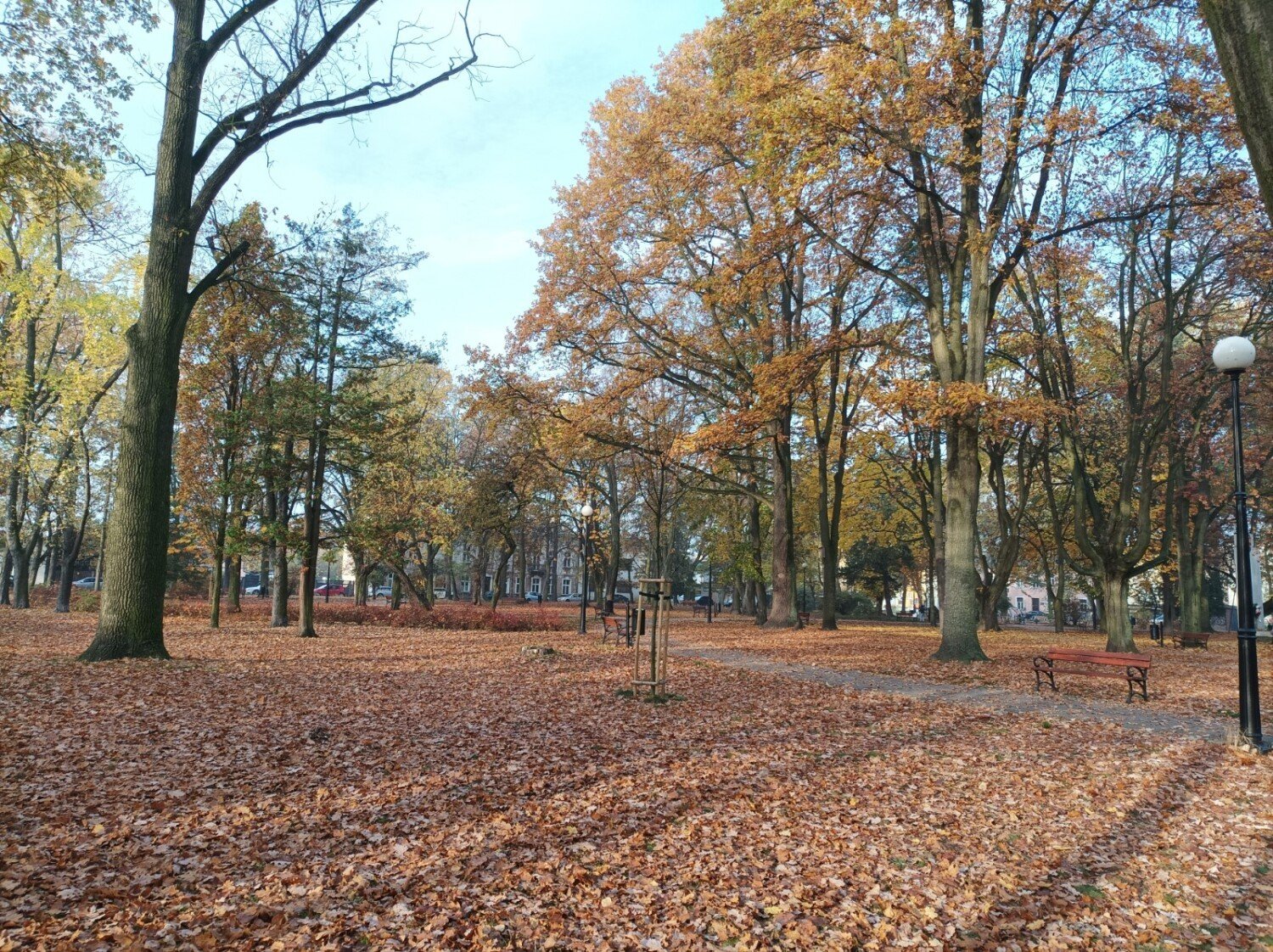 Jesień w parku Rodego w Tomaszowie Maz. Dywany barwnych liści w jednym ...