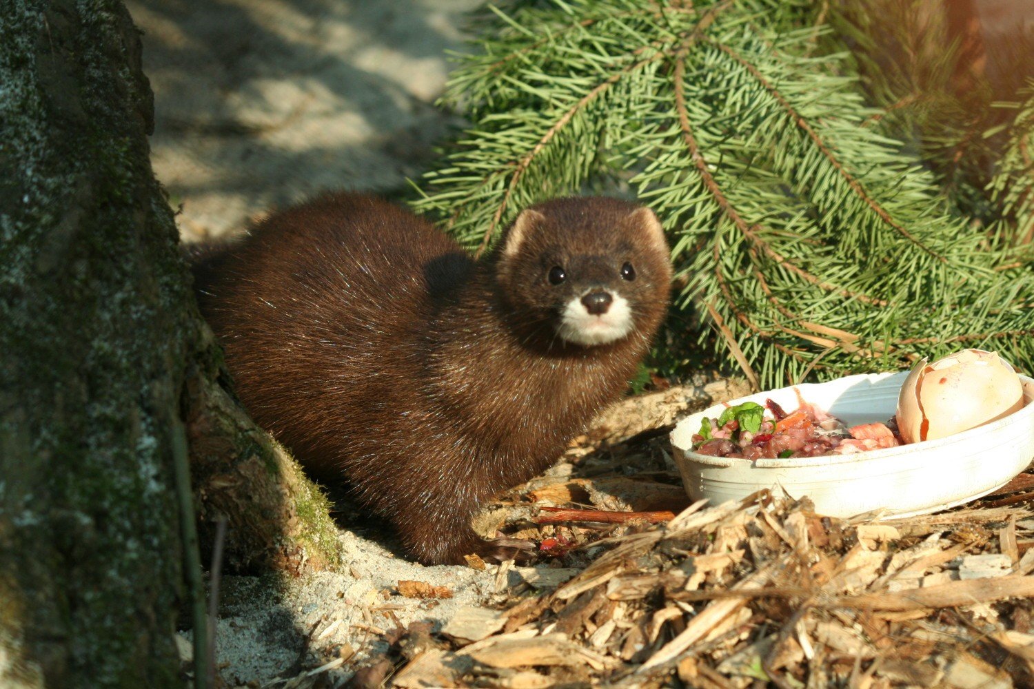 Zoo w Poznaniu: Norka europejska zamieszkała w Nowym Zoo [ZDJĘCIA ...