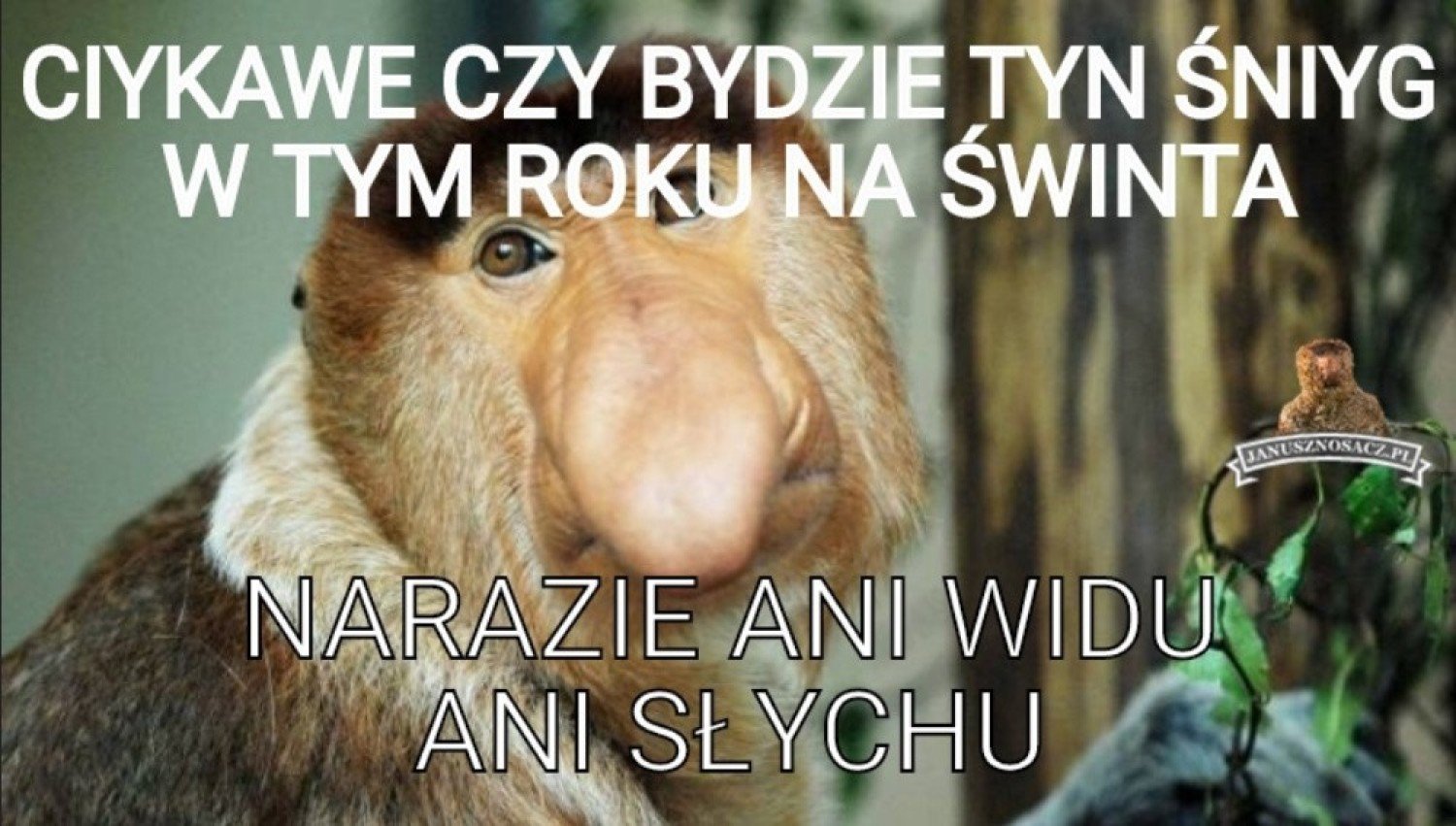 Zima, zima, a śniegu nie ma MEMY. Białych Świąt nie będzie | Toruń ...